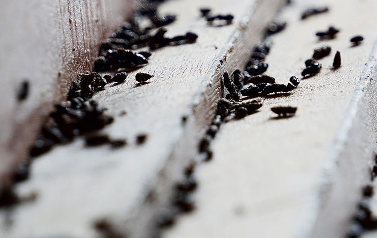 Eliminating Rodent Attractants In Your Dallas Home | Texas Star Pest ...