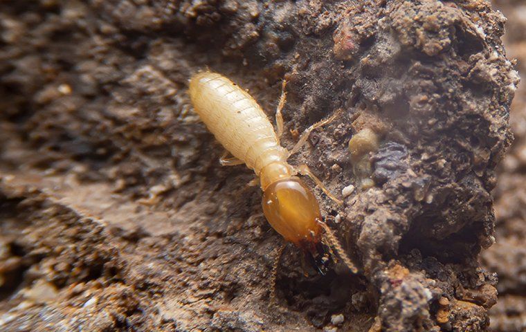 Four Signs Of Termites To Watch For Around Your Lewisville Property ...