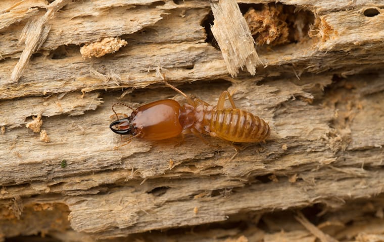 Everything You Need To Know About Termite Control In Dallas | Texas ...
