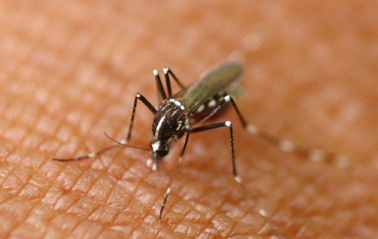 All The Ways You Attract Dallas Mosquitoes | Texas Star Pest & Termite