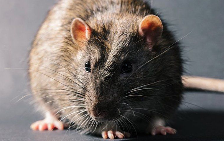 A Handy Rat Control Guide For Lewisville Property Owners | Texas Star ...